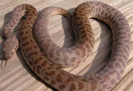 My Kenya (childhood)